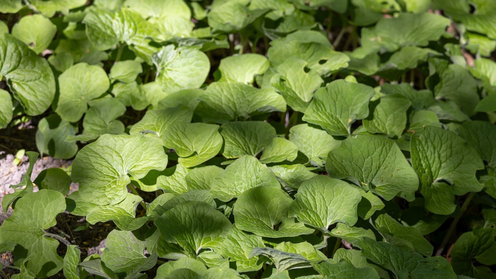 How To Grow Wild Ginger Native Ground Cover Plants Homes And Gardens