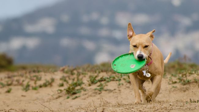 32 best US dog beaches | PetsRadar