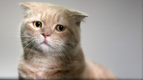 Is your cat sad? A vet's guide to managing cat depression | PetsRadar
