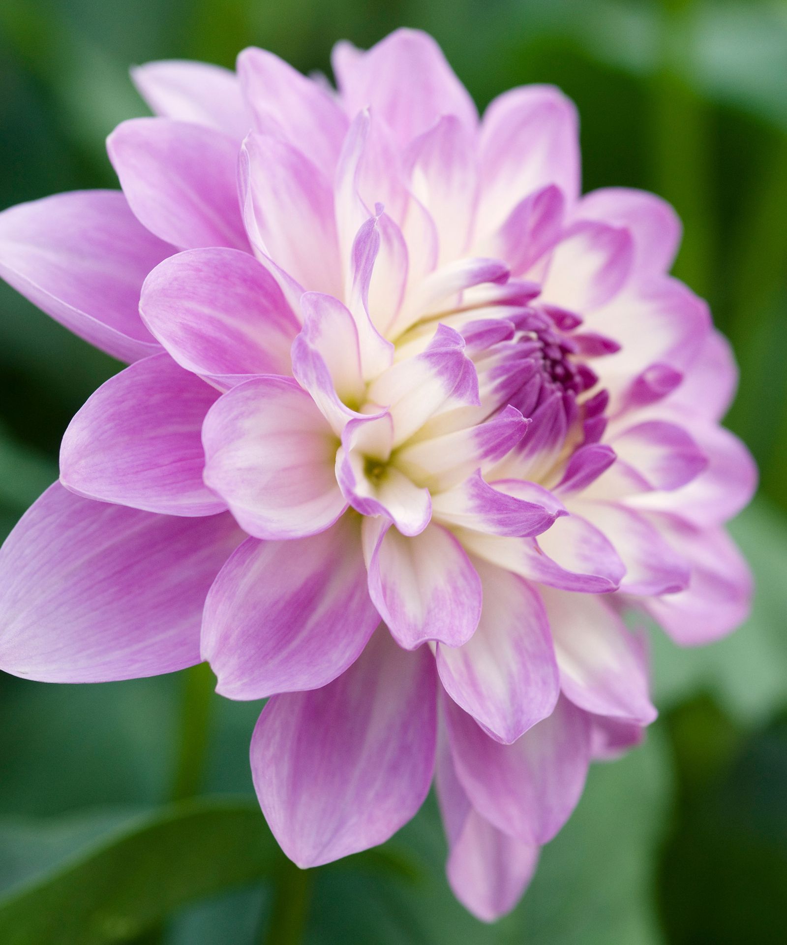 Types of dahlias: 23 beautiful varieties to grow | Gardeningetc