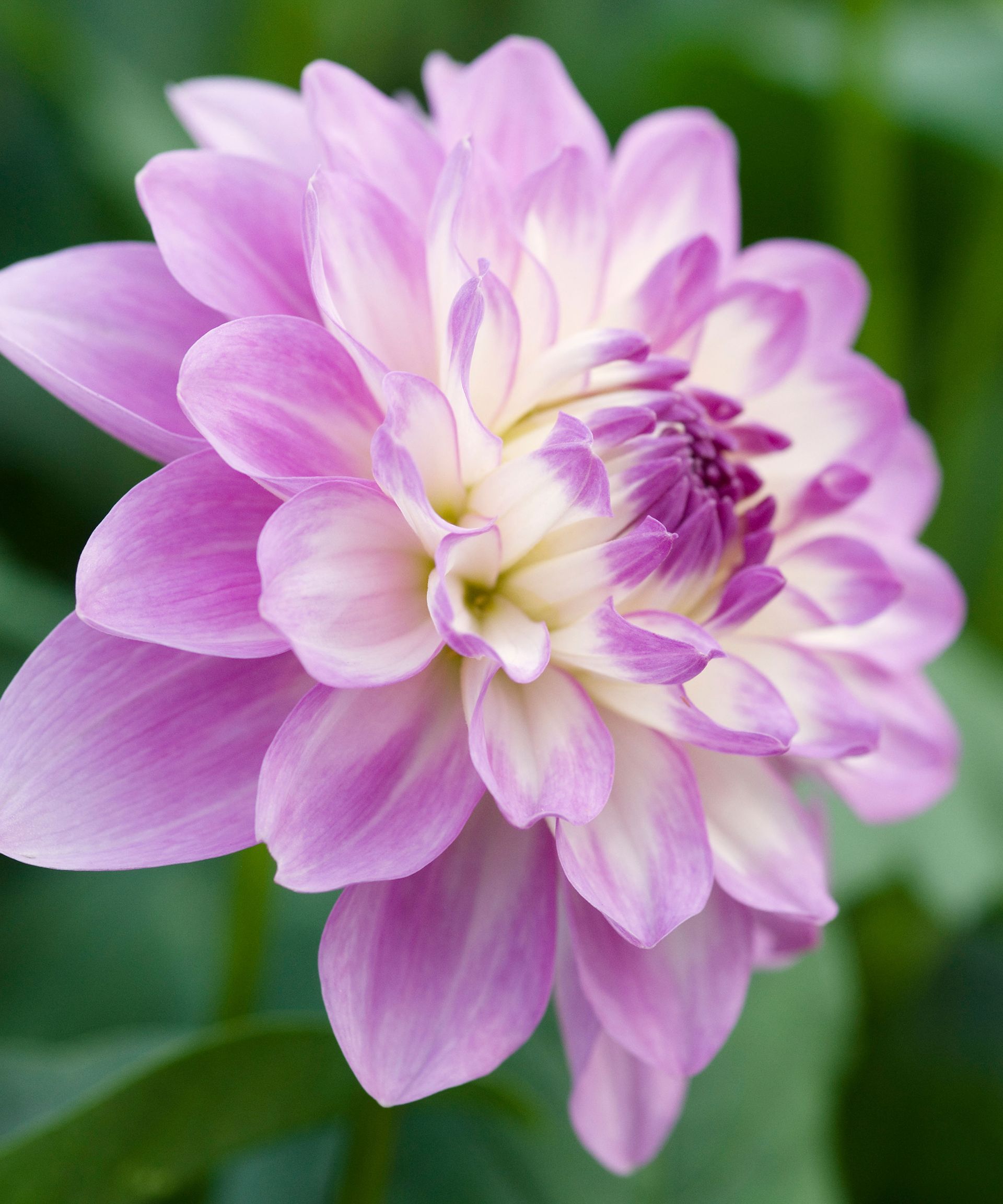 Types of dahlias: 23 beautiful varieties to grow | Gardeningetc