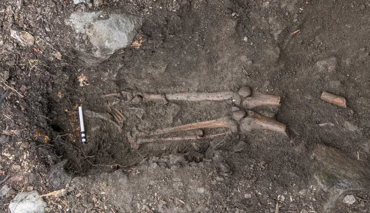 In Photos: Medieval Skeleton Entangled in Tree Roots | Live Science