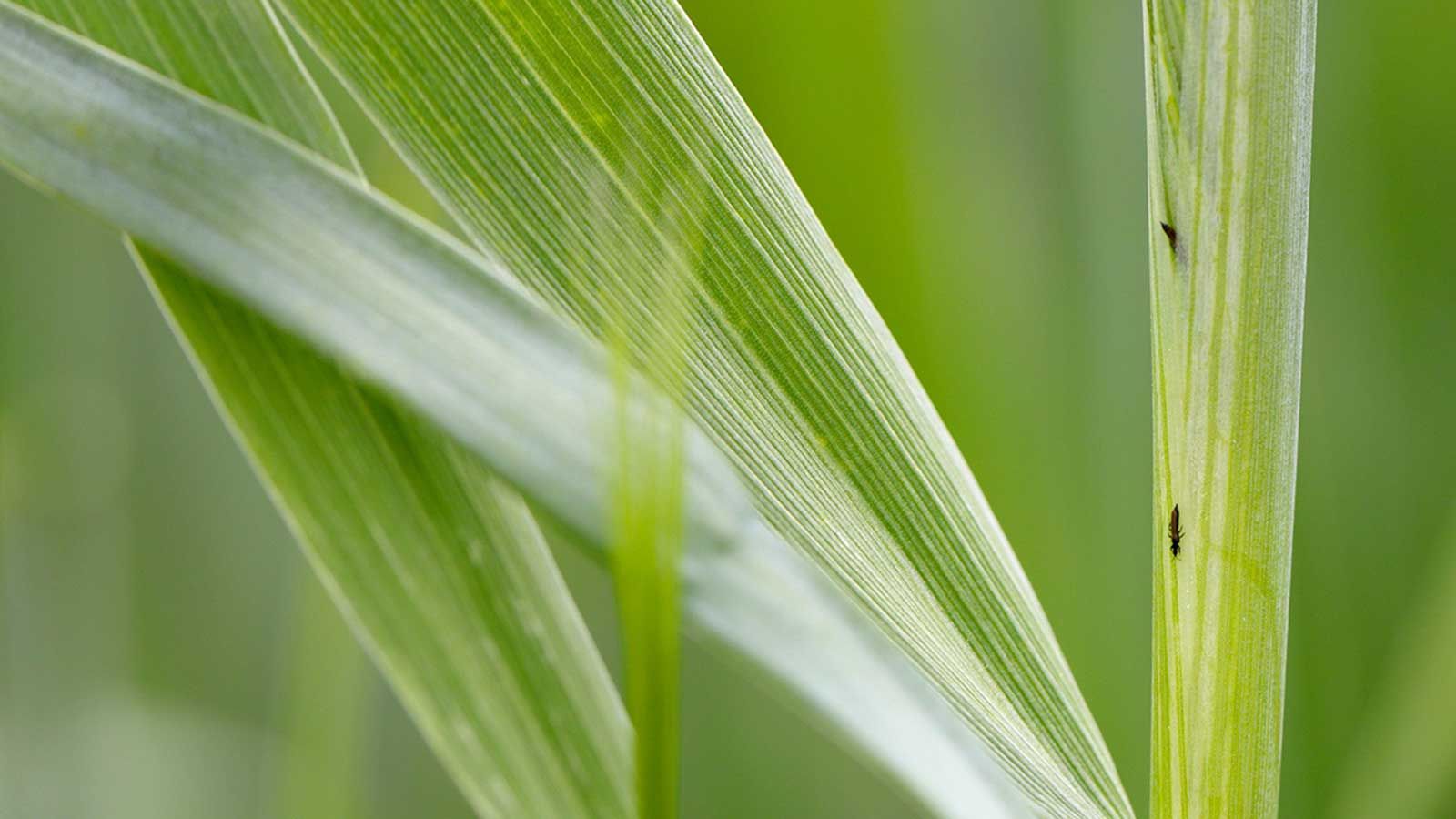 How to get rid of thrips: easy ways to deal with these pests | Homes ...