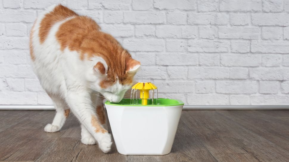 Best pet water fountains 2025 for optimal hydration | PetsRadar