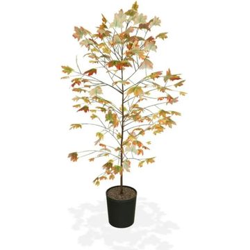 Best Trees For a Fence Line to Add Privacy to Boundaries | Livingetc