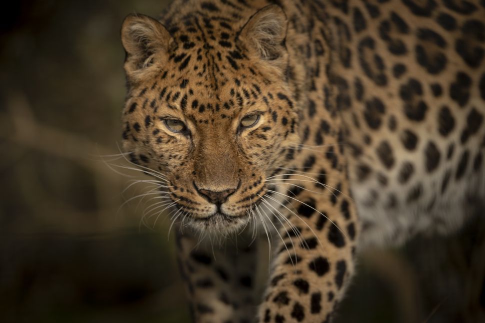 Big cat photo tips | Digital Camera World