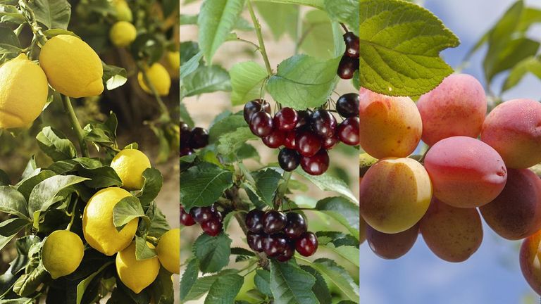 How to Pick a Fruit Tree Based on Your Birth Month | Livingetc