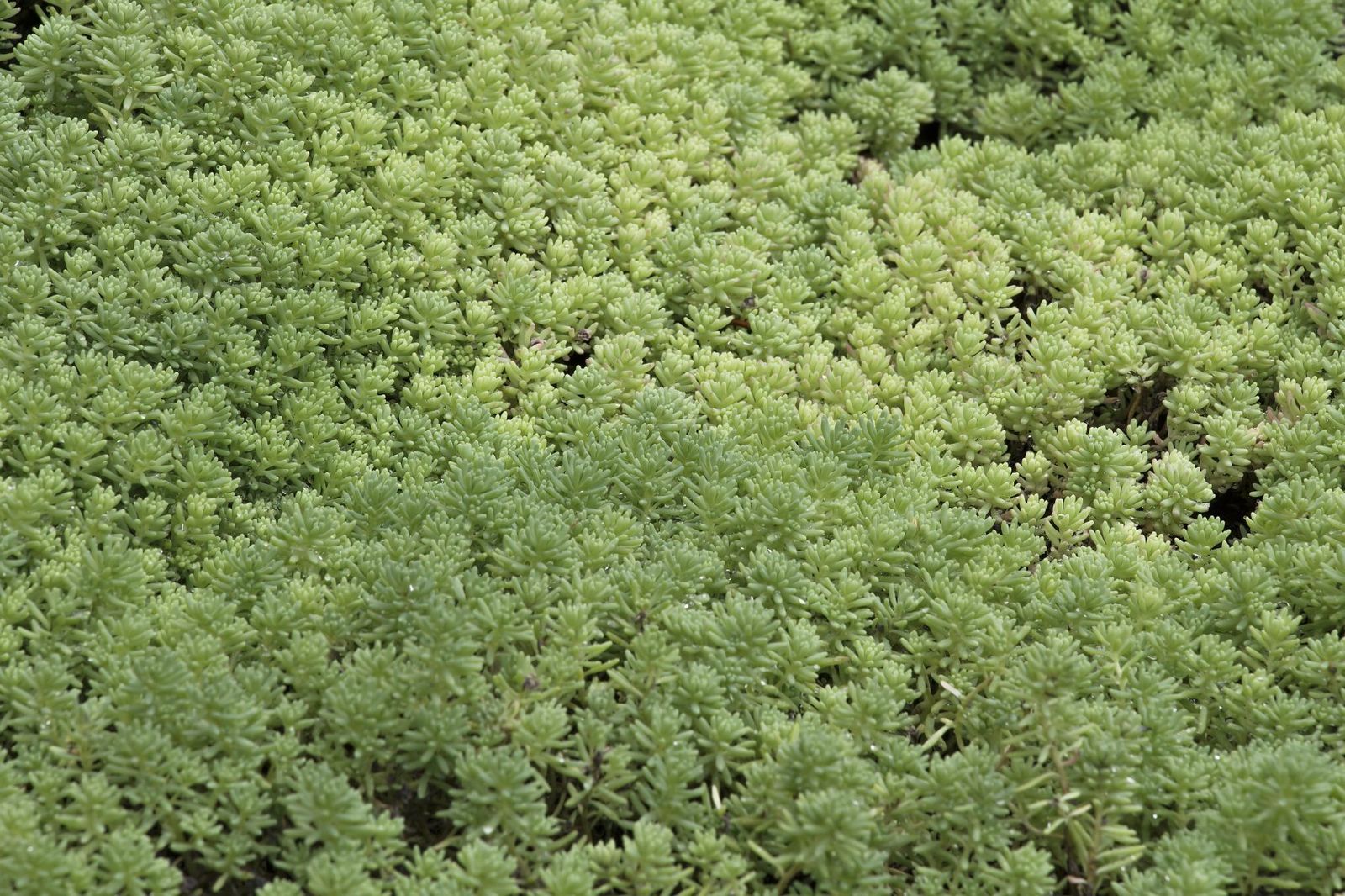 Growing Sedum Lawns - Tips For Using Sedum As A Lawn Alternative ...