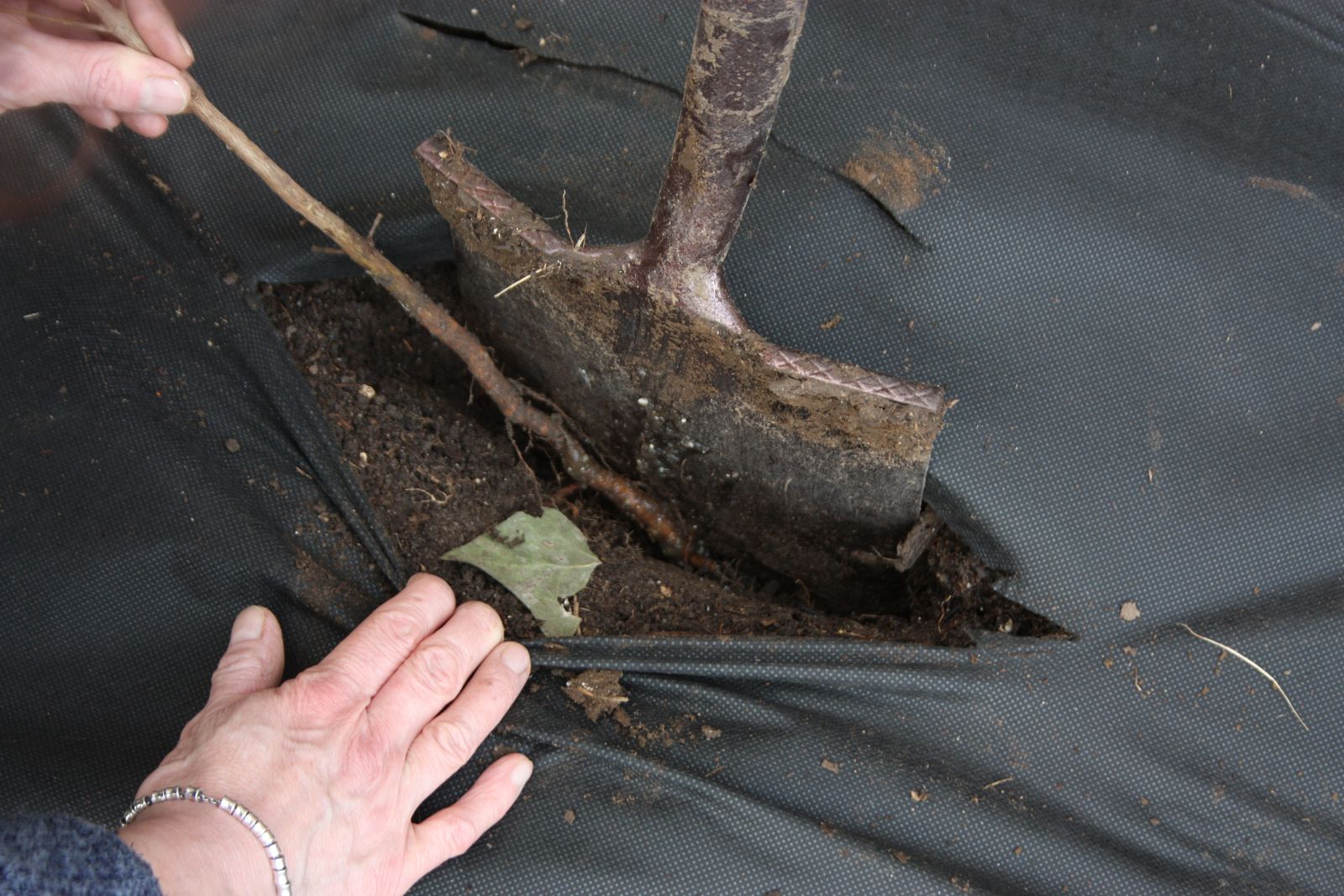 How to plant bare root plants: follow our expert tips for success ...