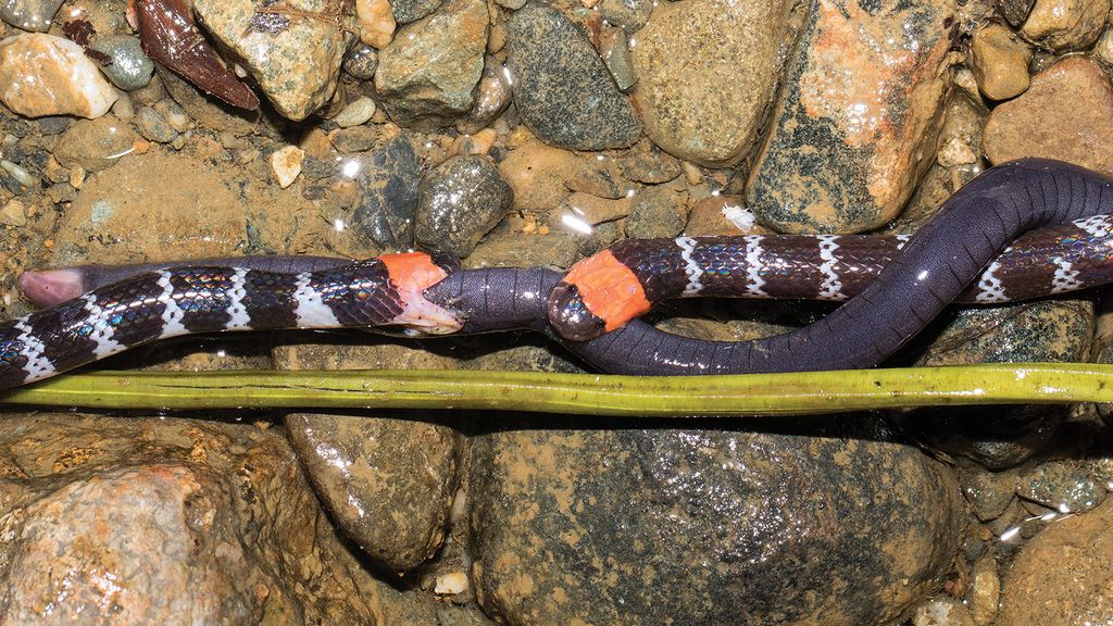 Watch venomous snakes wrestling for wormlike creature in epic tug-of ...