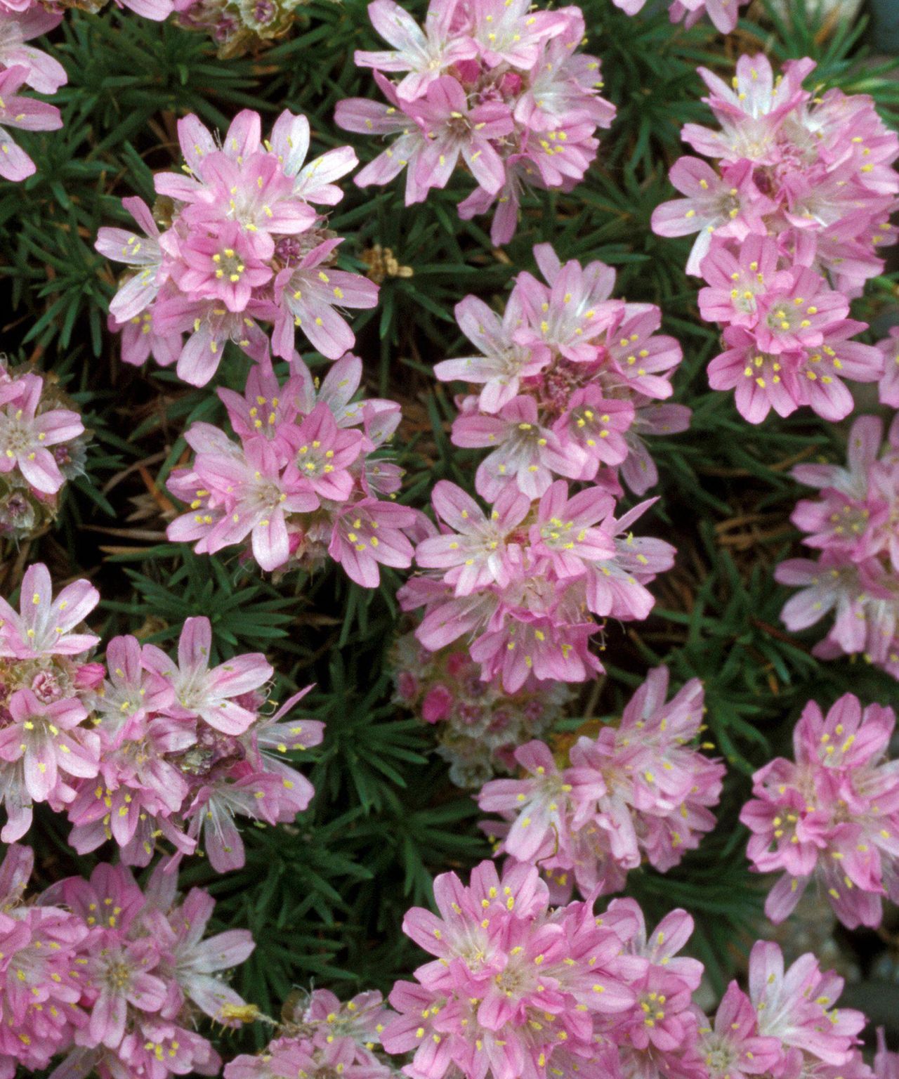 Best alpine plants: 16 types for borders, pots and rockeries | Gardeningetc