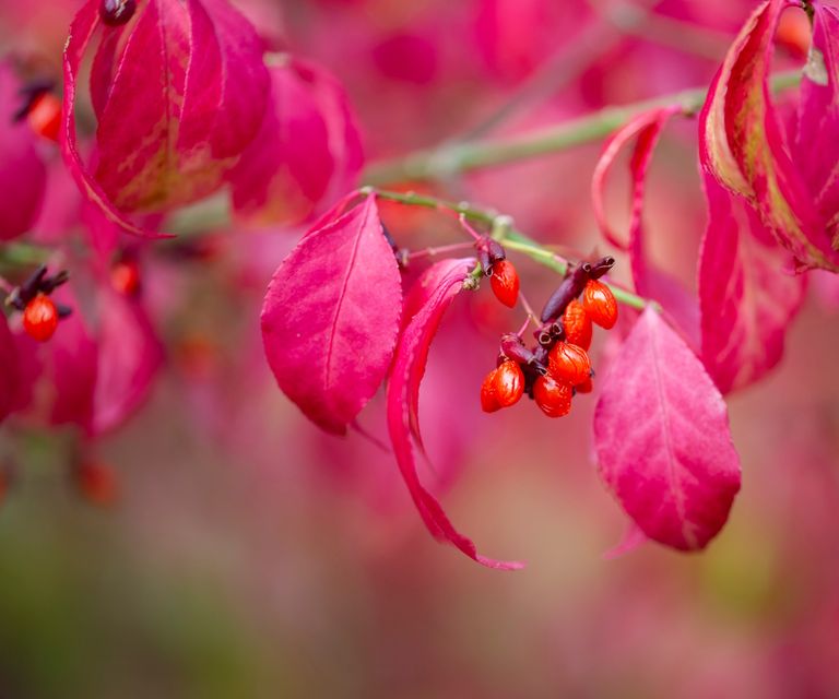 10 of the best euonymus varieties for your yard | Homes and Gardens