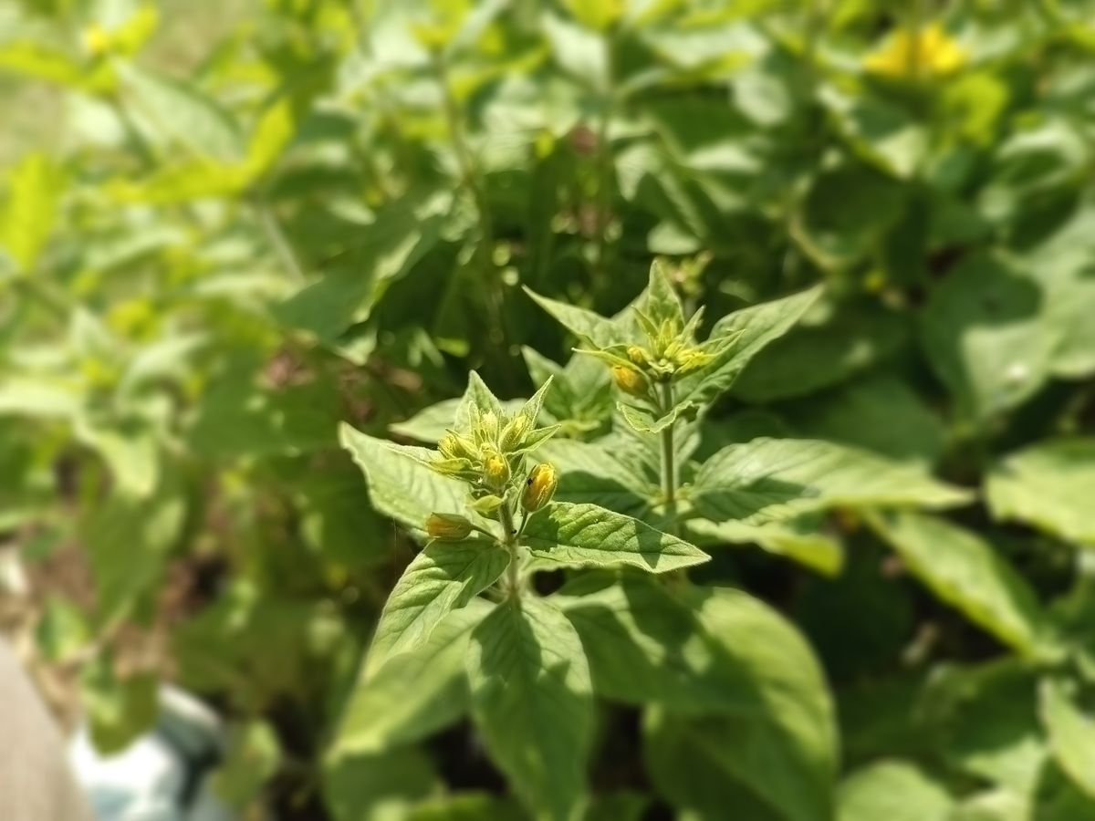 Doogee S100 Pro review | TechRadar