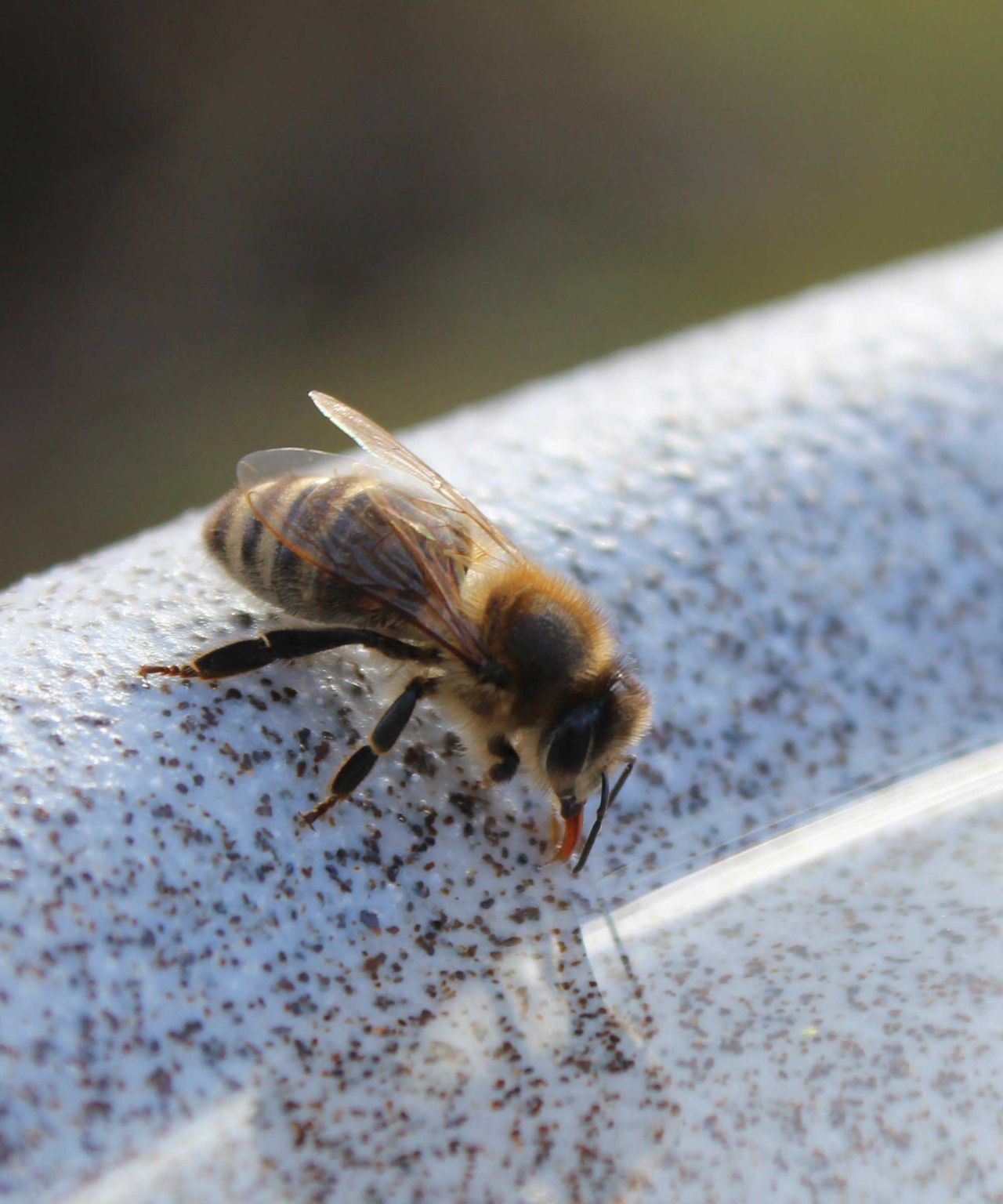 Bee watering station: what is it and how do you make one? | Homes and ...