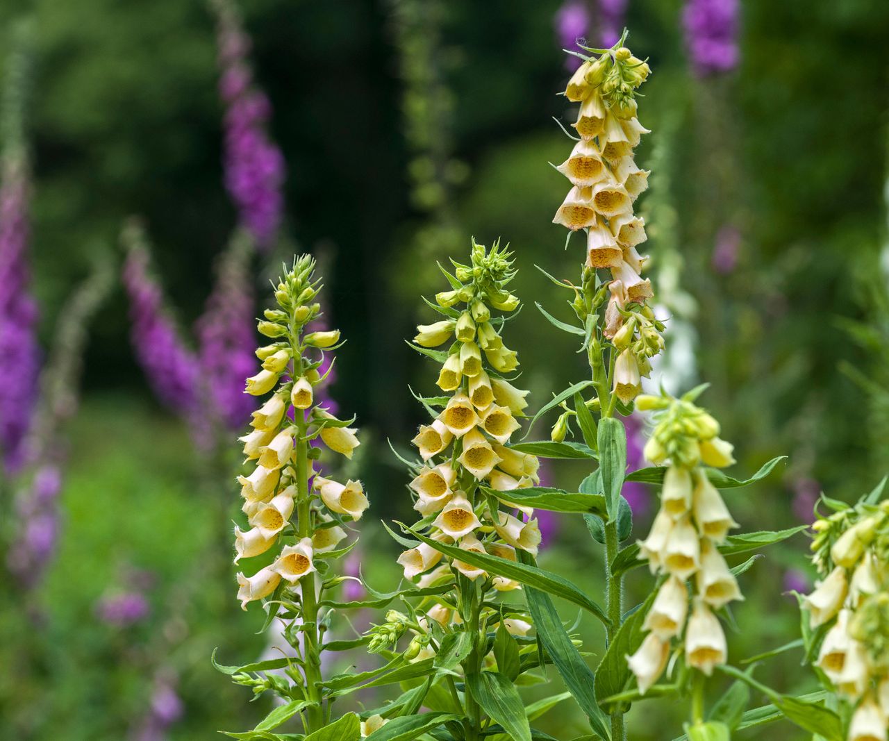 Foxgloves care and growing guide: expert tips for success | Homes and ...