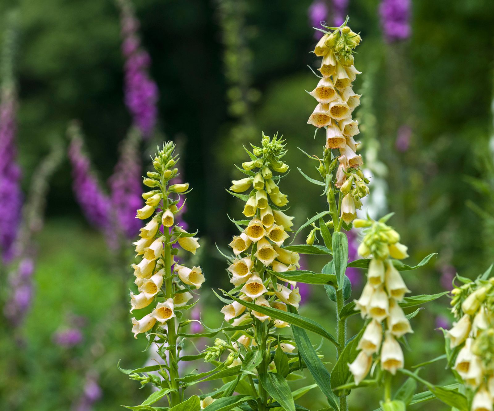 Foxgloves care and growing guide: expert tips for success | Homes and ...