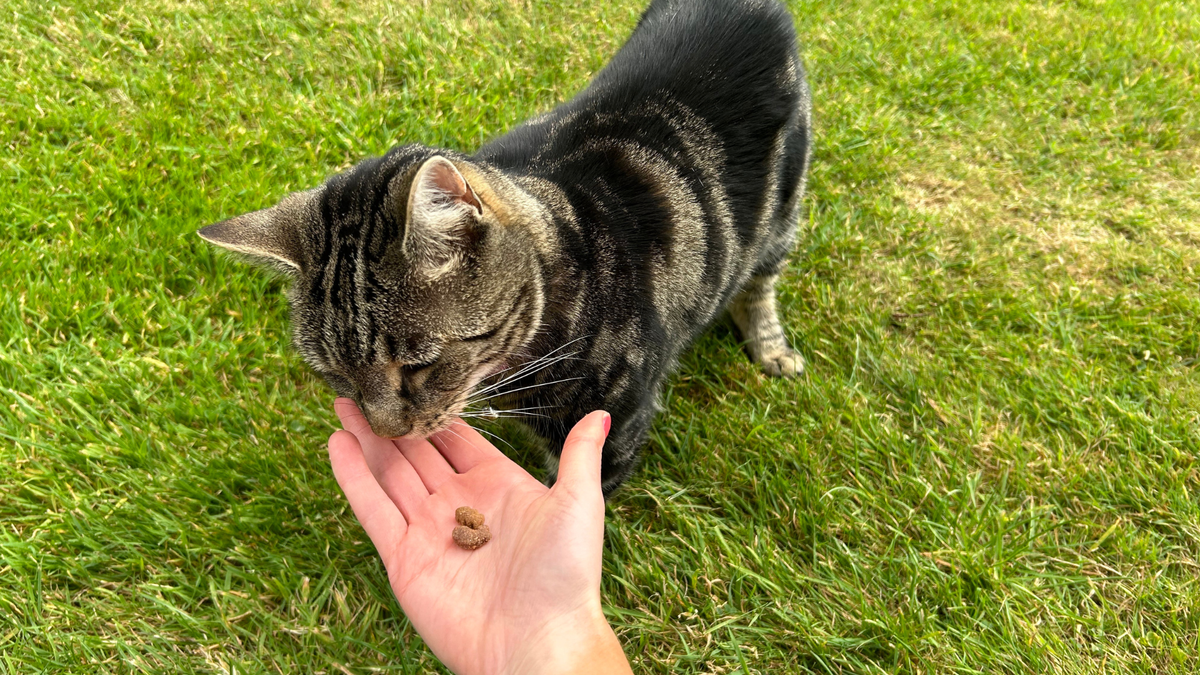The 7 best cat treats, tested and approved by our own felines | PetsRadar