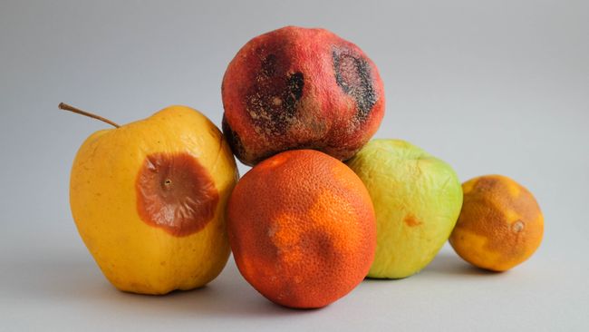 How to get rid of gnats inside your home | Tom's Guide