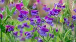 Sweet pea varieties: 9 captivating blooms to grow | Homes and Gardens