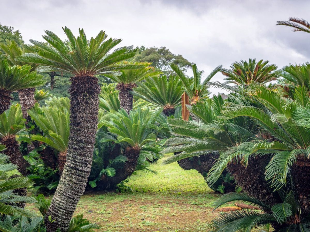 How To Grow Cycads - Information On Cycad Care | Gardening Know How