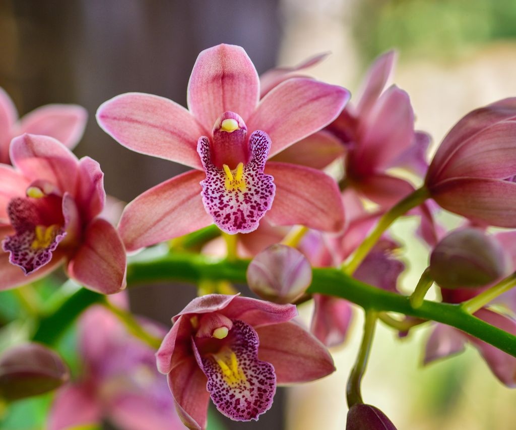 Can you grow orchids outdoors? Expert tips for success | Homes and Gardens