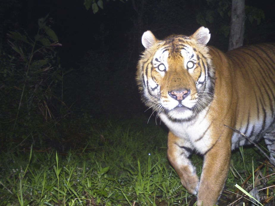 Tigers - News and Scientific Articles on Live Science - Page 3 | Live ...