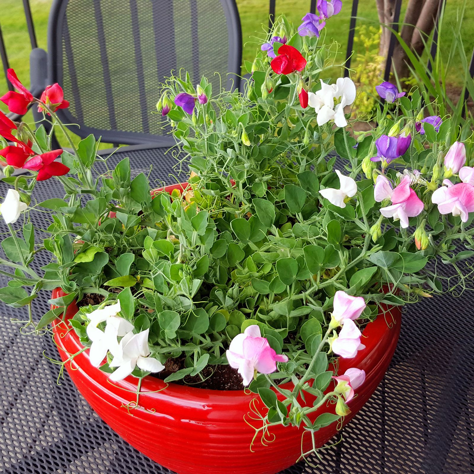 How to grow sweet peas in pots to add colour to your patio | Ideal Home
