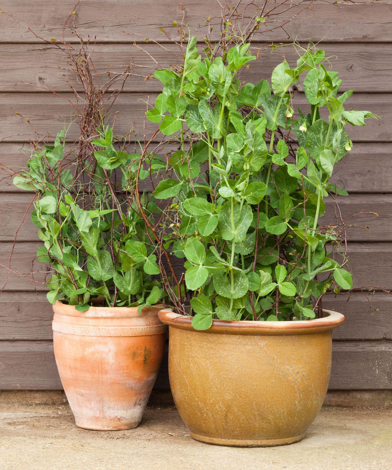 How to grow peas: expert sowing, planting and care tips | Gardeningetc