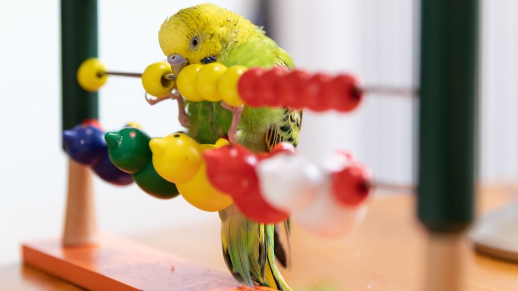 Parrot enrichment ideas: Foraging and fun activities to keep your bird ...