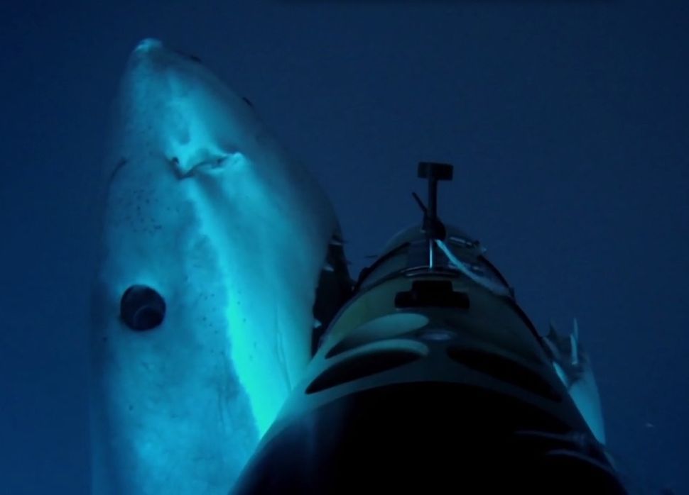 Crunch! Great White Shark Devours 'SharkCam' Robot (Video) | Live Science