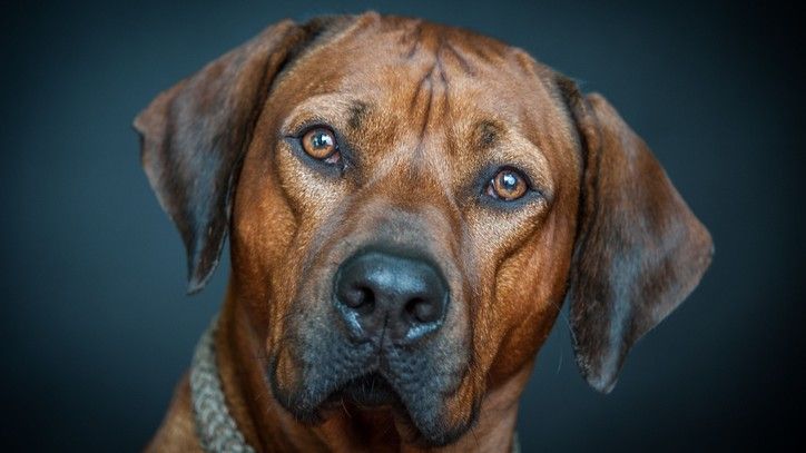 Best guard dog breeds for maximum protection | PetsRadar