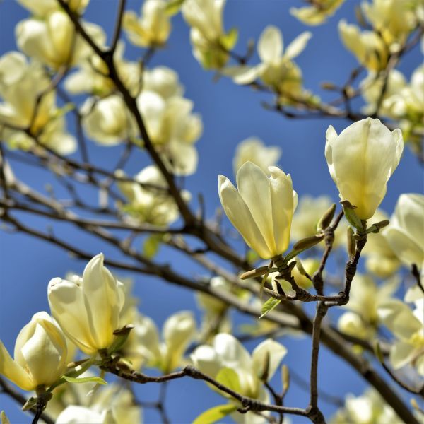 The Biggest Pollen-Producing Trees in American Yards | Homes and Gardens
