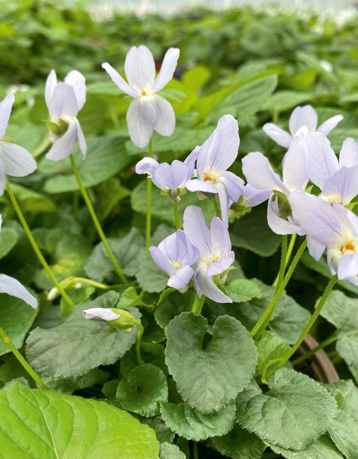 The expert guide to growing violets, by the fifth-generation nursery ...