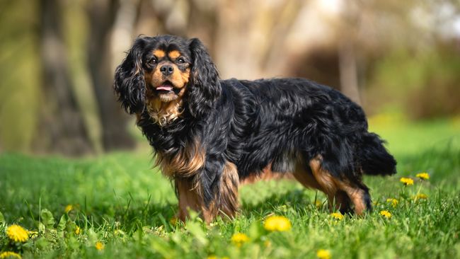 Cavalier King Charles Spaniel vs. Cocker Spaniel | PetsRadar