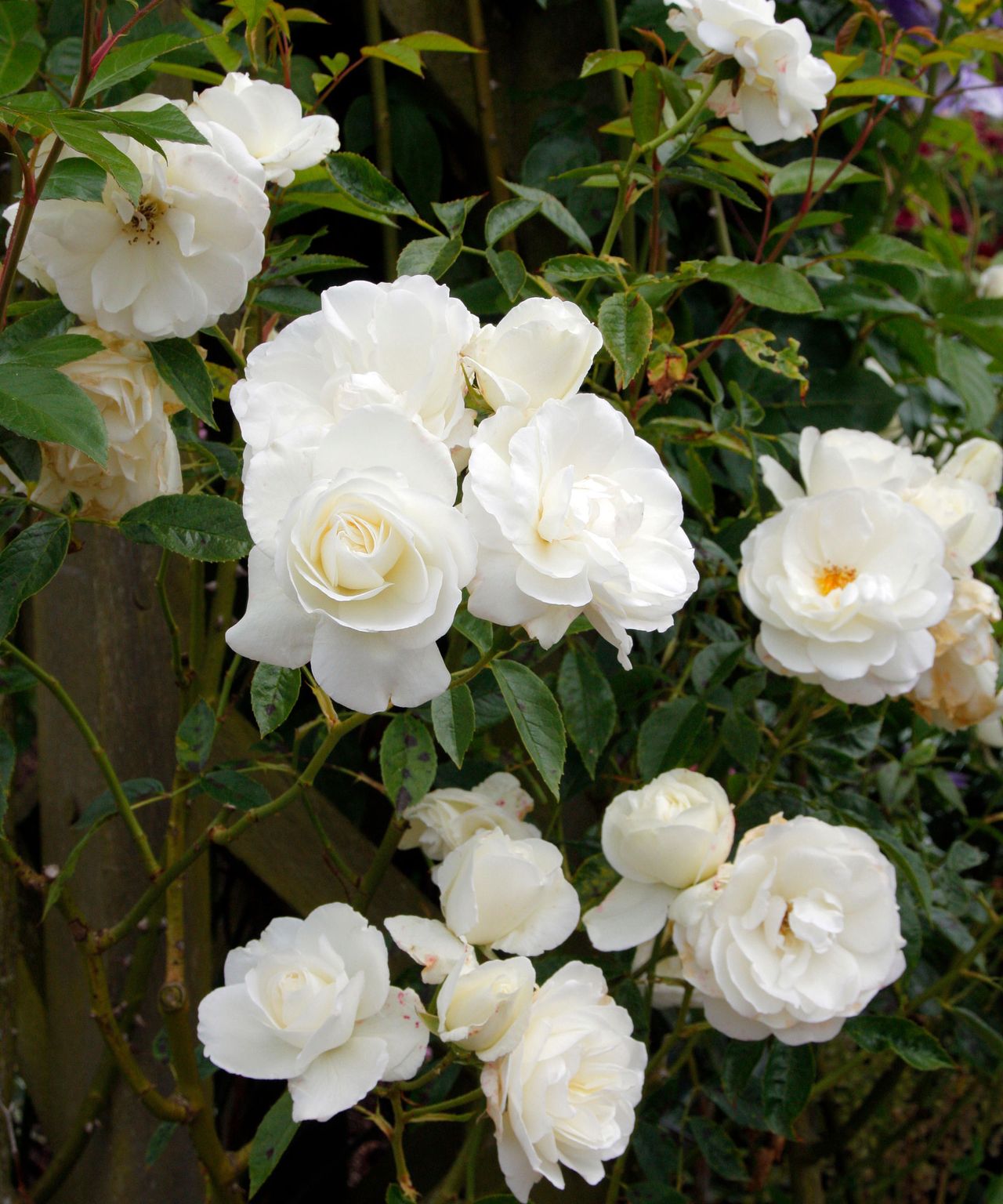 Landscaping with roses: 8 techniques to try | Homes and Gardens