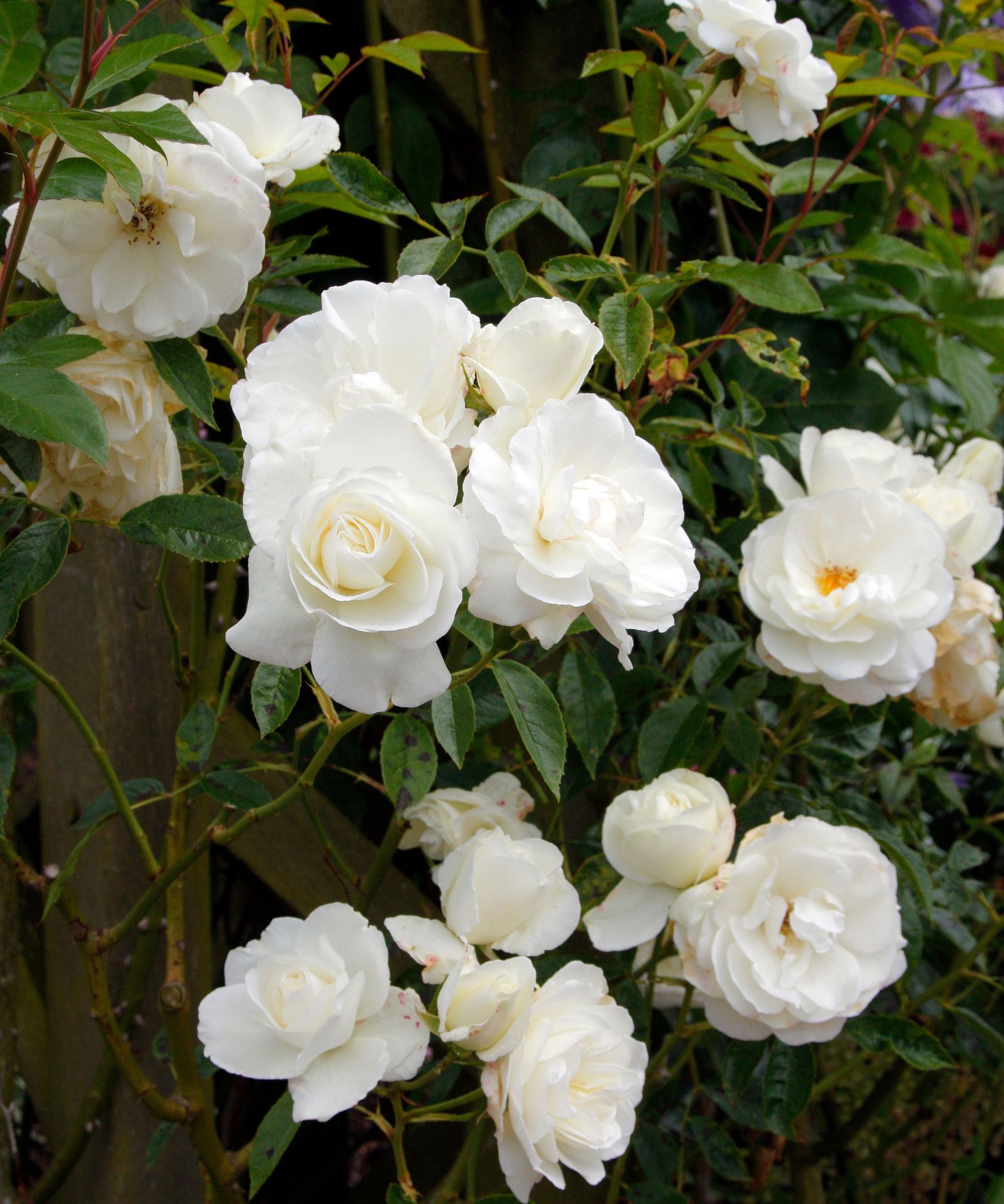 Landscaping with roses: 8 techniques to try | Homes and Gardens