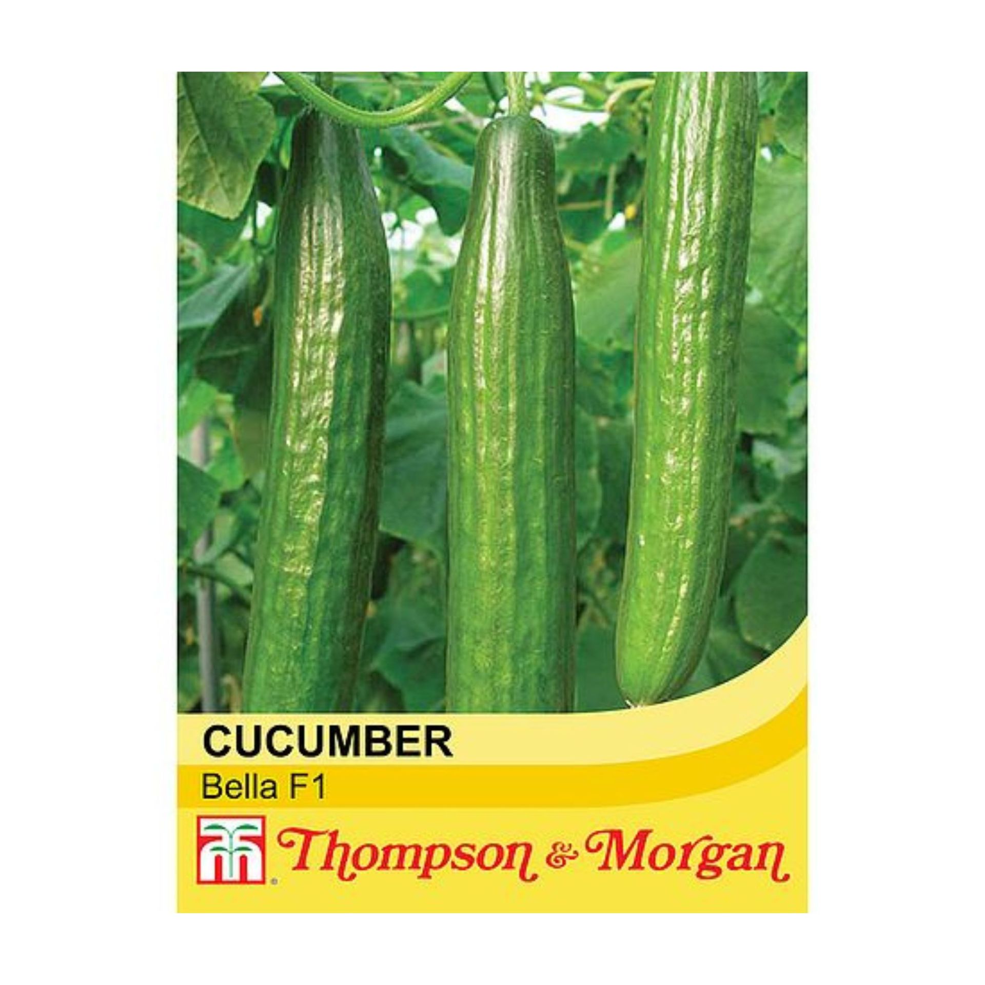 How to grow cucumbers vertically - a step-by-step expert guide | Ideal Home