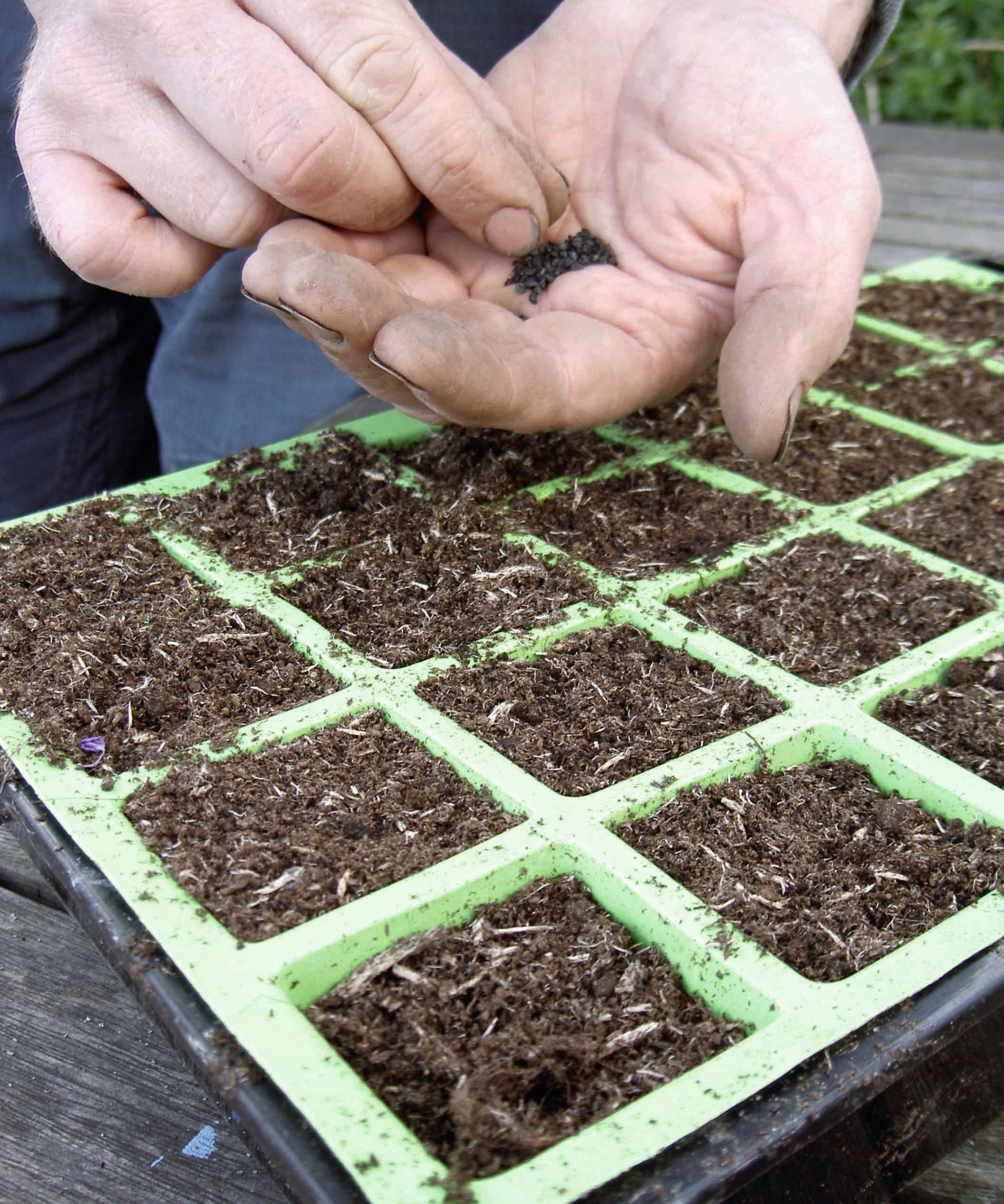 Onion seeds vs onion sets – which is best for your veg plot? | Homes ...