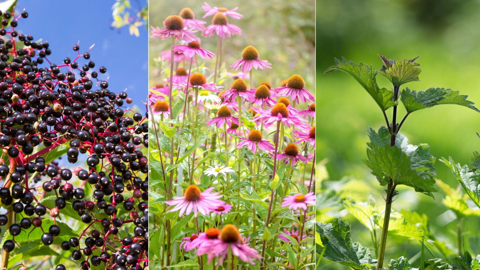 Medicinal plants: 7 herbalists want you to be aware of | Homes and Gardens