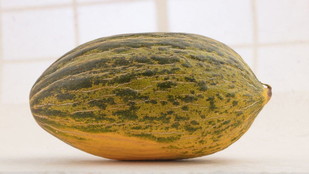 What Is A Christmas Melon – Growing Santa Claus Melons In The Garden ...