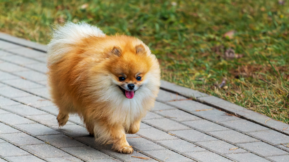 Luxating patella in dogs: Symptoms, causes and how to help | PetsRadar