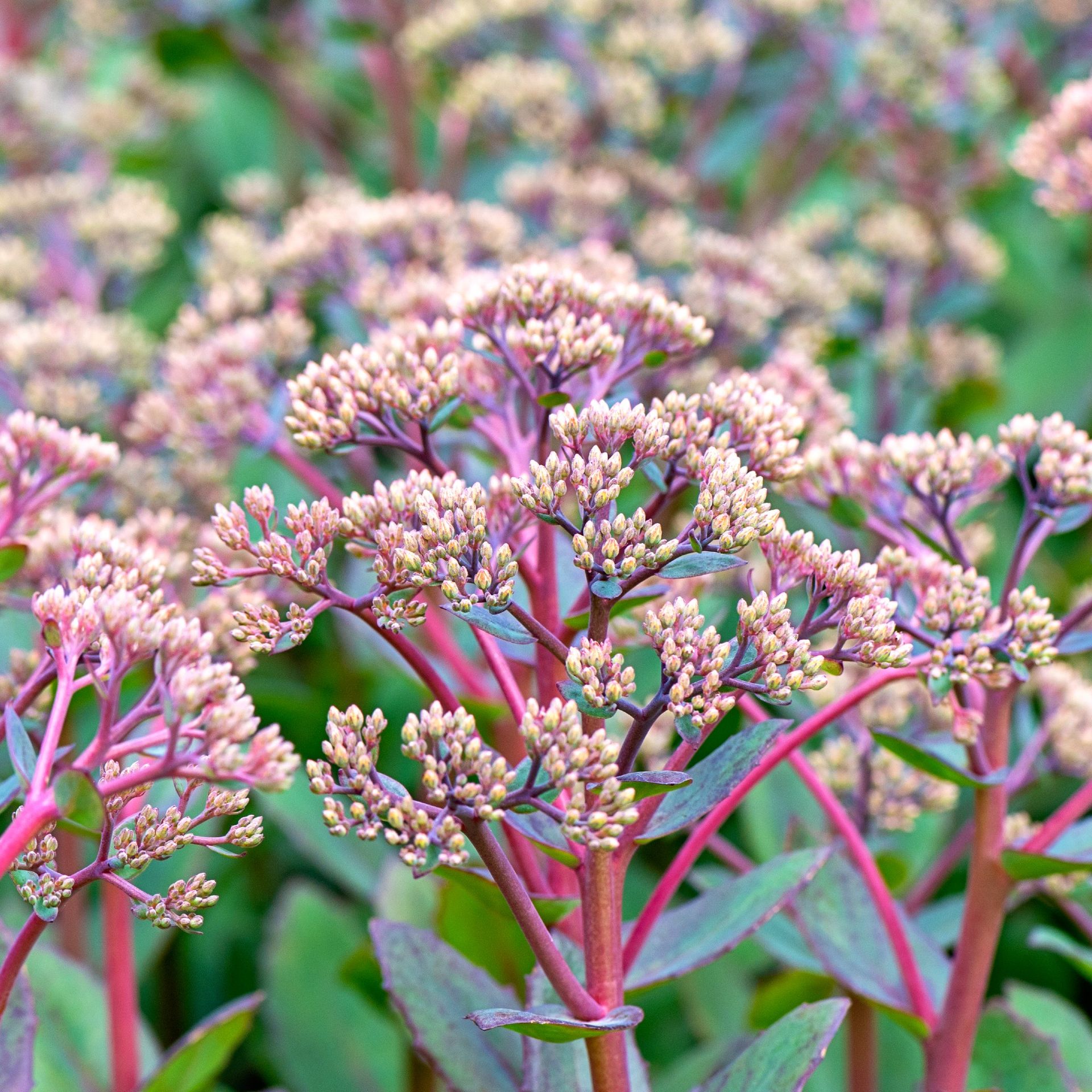 How to grow sedums for a pollinator-friendly garden | Ideal Home