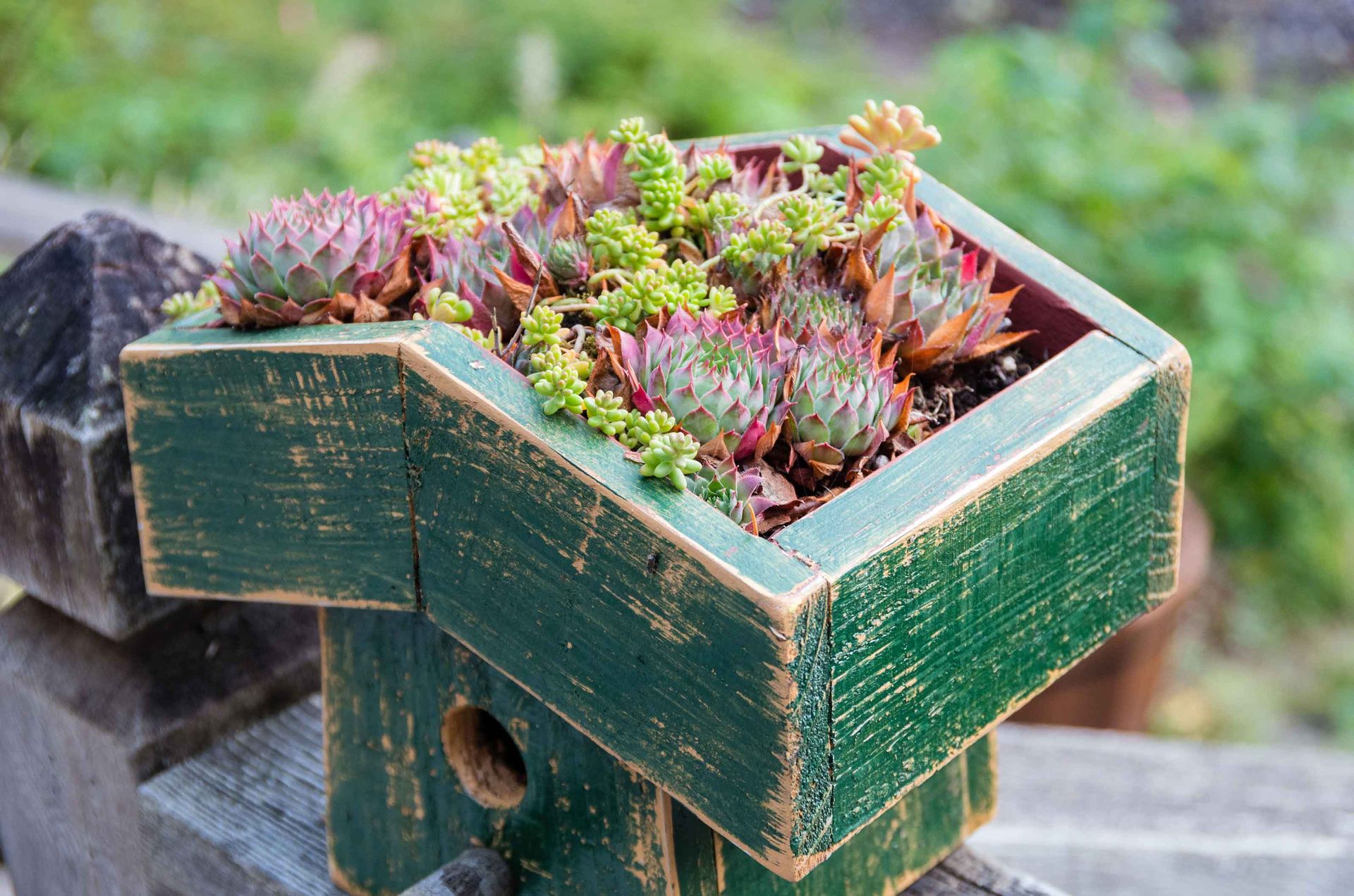 Green roofs: sedum and living roof ideas and their benefits | Gardeningetc