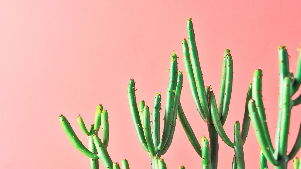 How to propagate a pencil cactus: a step-by step guide | Homes and Gardens