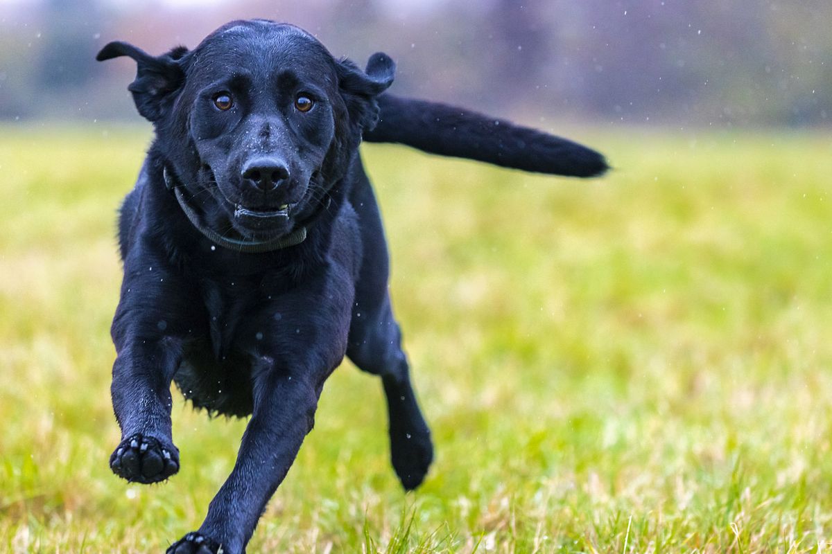 10 pro photo tips for perfect pet portraits at home and outdoors ...