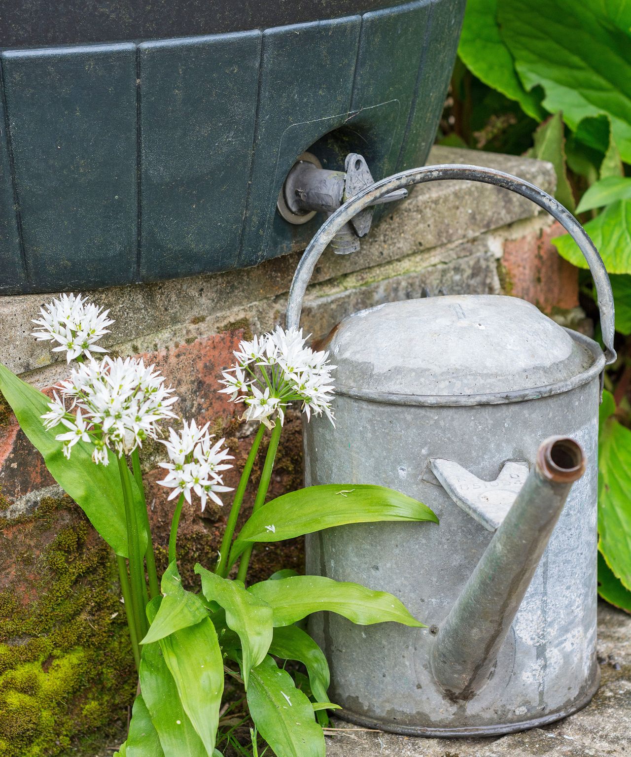 7 Garden Watering Mistakes That Harm Plants And Waste Water | Gardening ...