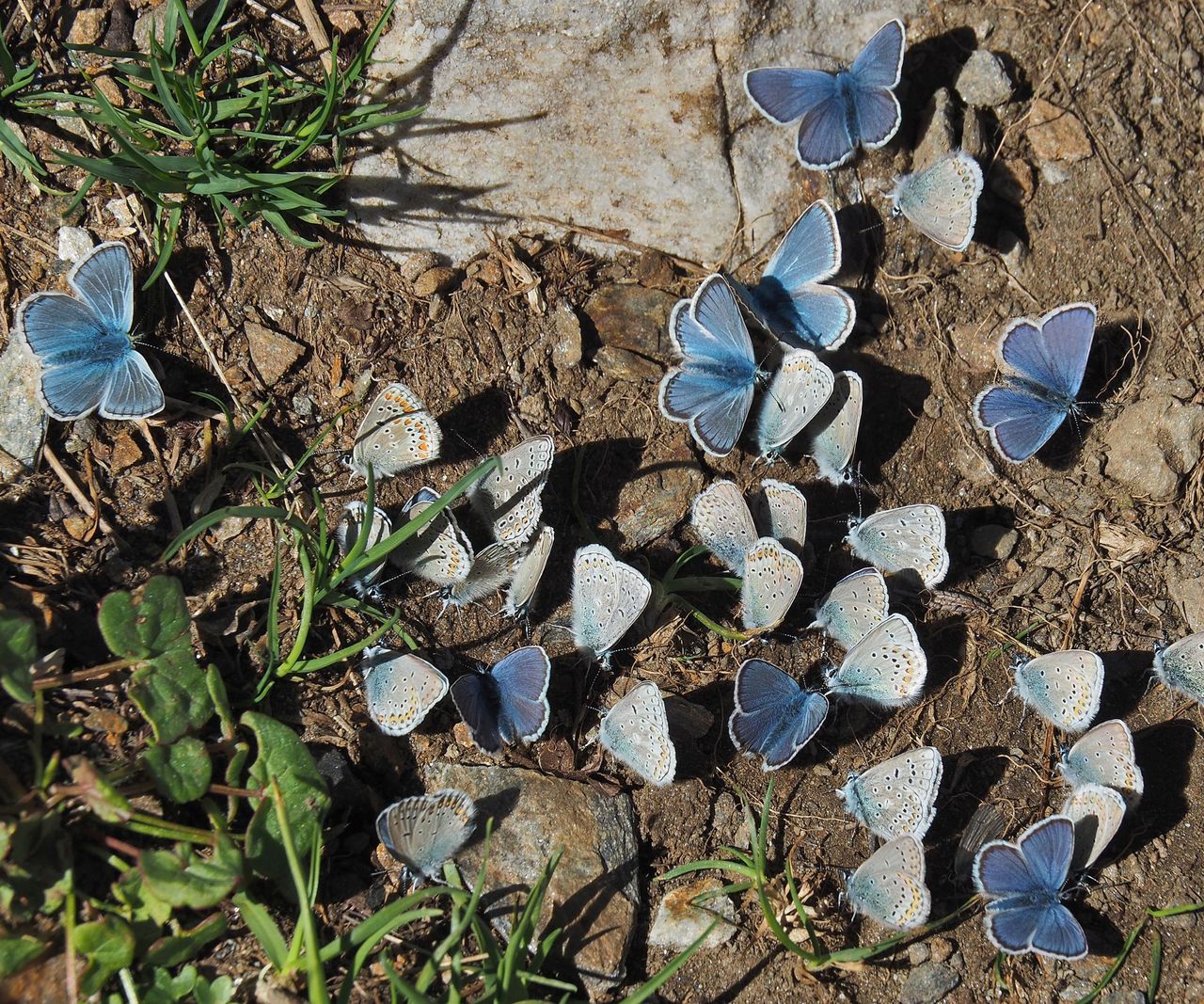 Butterfly puddlers: a guide to butterfly watering stations | Homes and ...