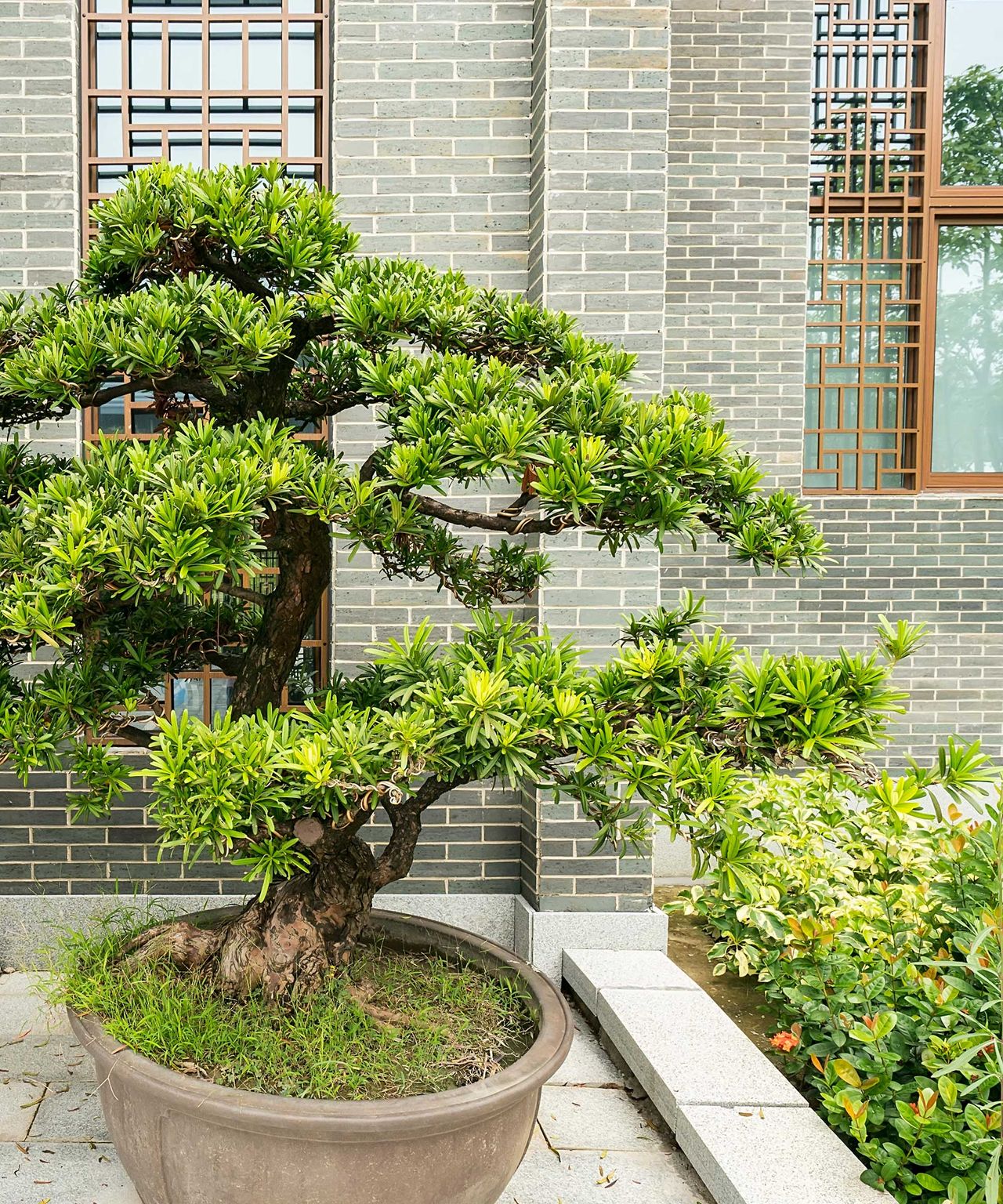 Podocarpus care and growing guide: top tips for these trees | Homes and ...