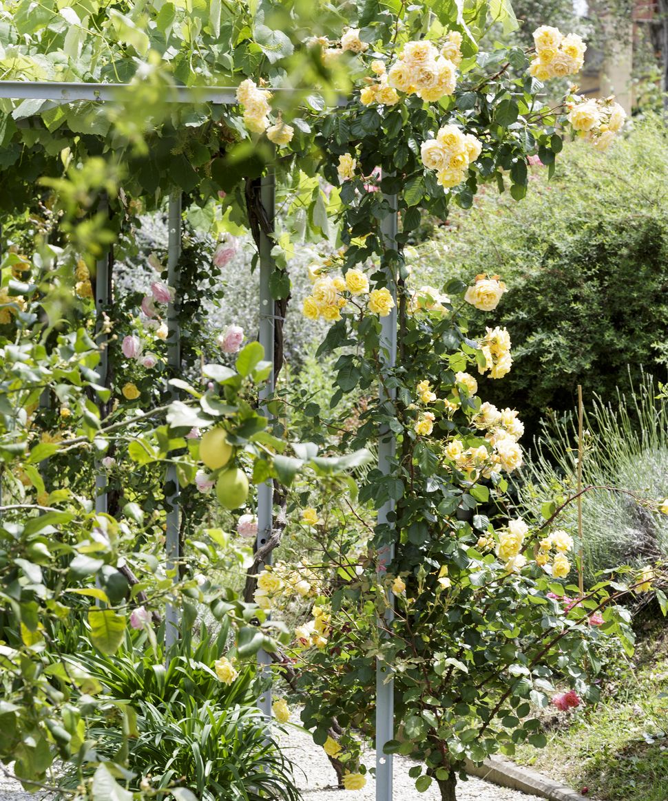 The best climbing plants for pergolas | Homebuilding