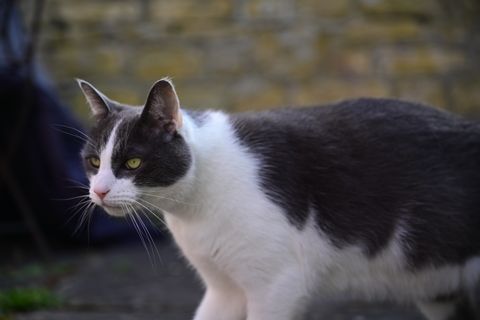 Nikon Z5 II review: brilliant full-frame mirrorless with a bargain ...